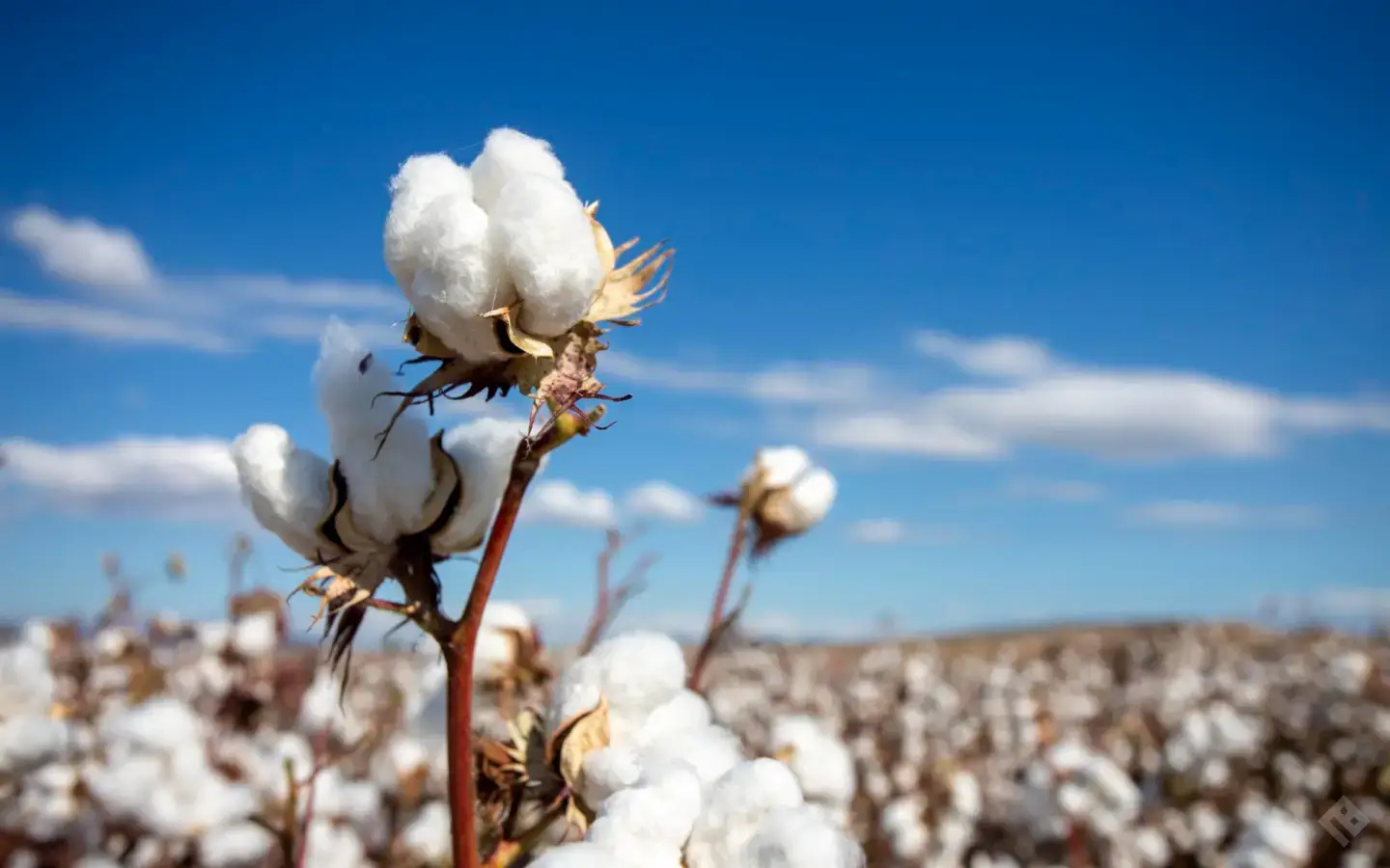 Today Cotton Prices in Pakistan – Latest Cotton Market Rates 2025 ...